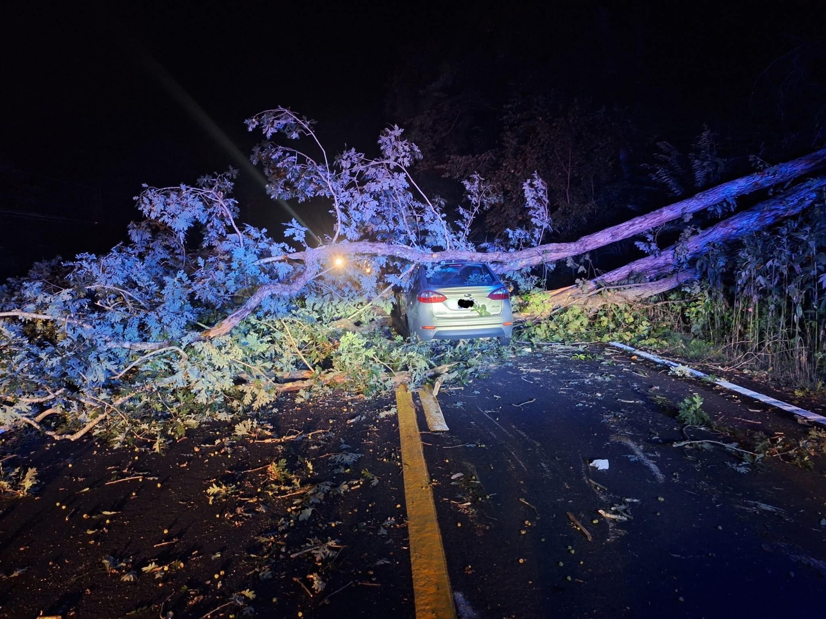 Car Crashes into Fallen Tree on Hwy 41 - SValleyNow.com | Local News ...